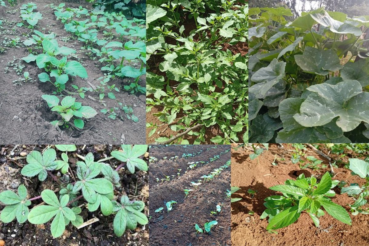 African Indigenous Vegetables: A Hidden Solution to Nutrition & Food ...