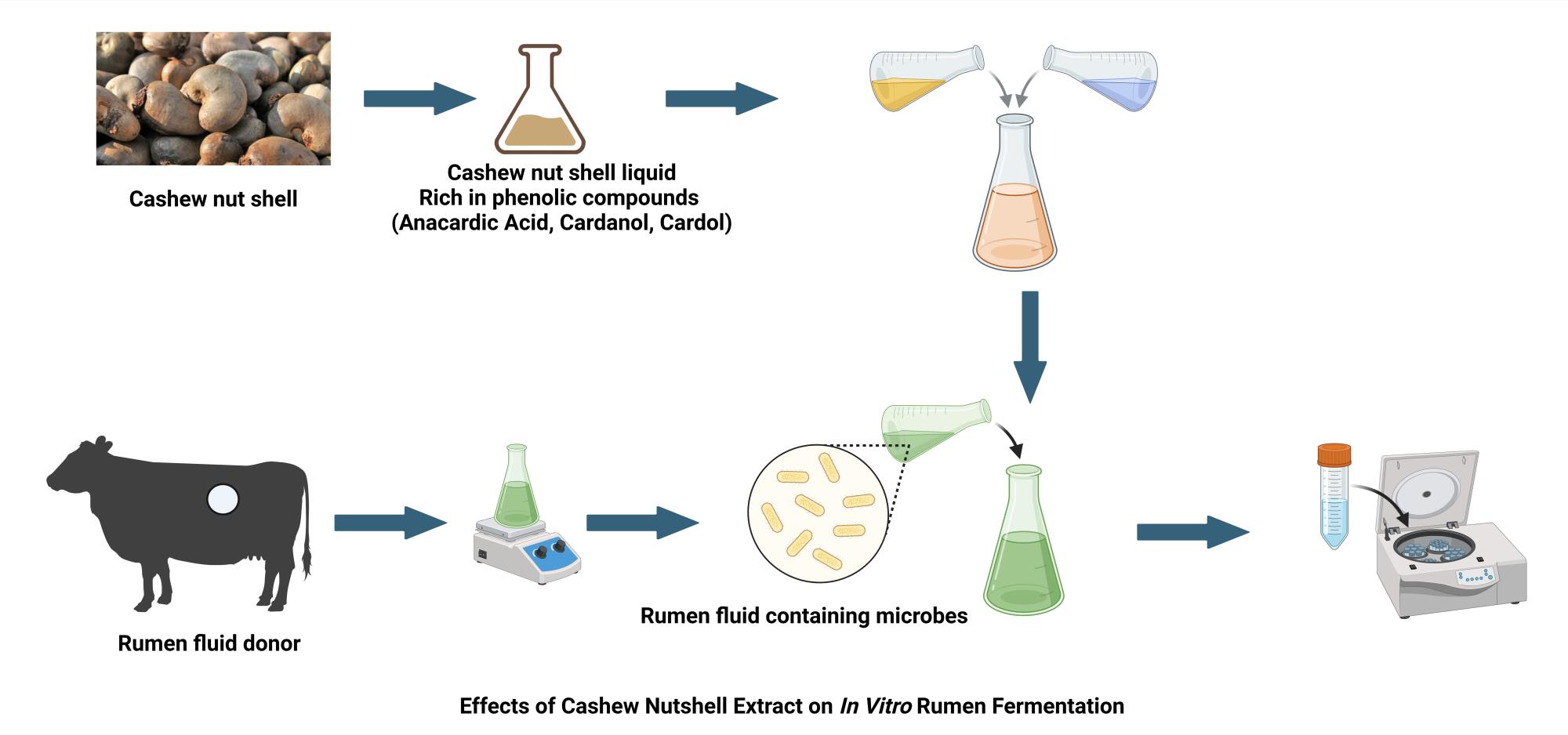 Cashew Nut Shell (Anacardium occidentale L.) Extract: A Natural ...