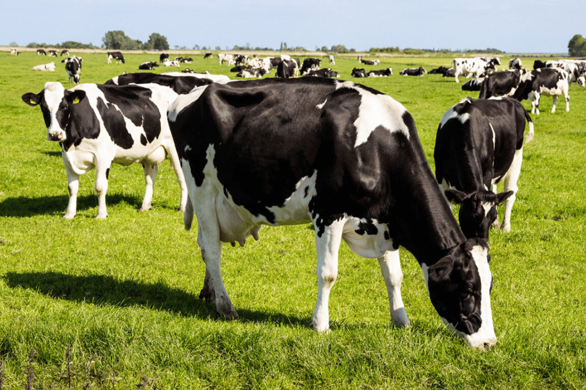 GreenFeed System as a tool for measuring methane emissions from ...
