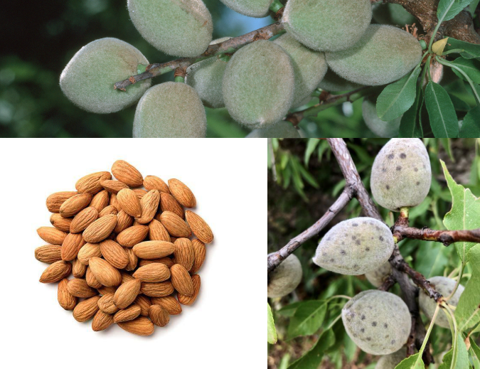 Harnessing the Power of Natural Enemies: Biological Control in Almond ...