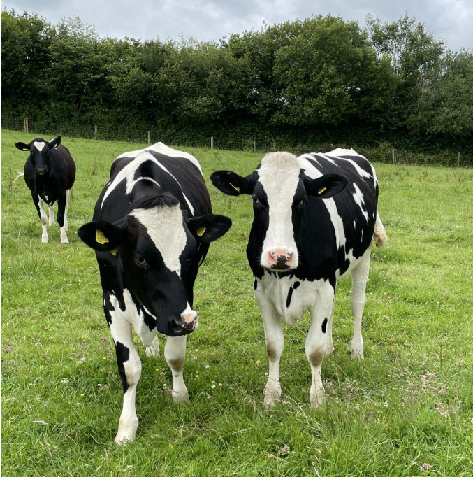 GreenFeed System as a tool for measuring methane emissions from ...