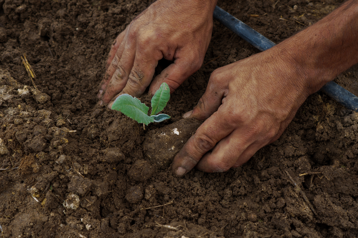 Reviving The Land with Regenerative Agriculture: Lessons From ...