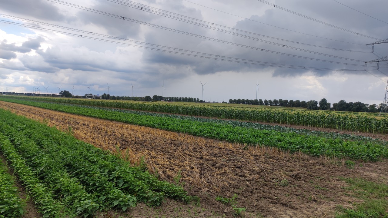 Strip-cropping for Pest & Disease Management and Crop Resilience in ...