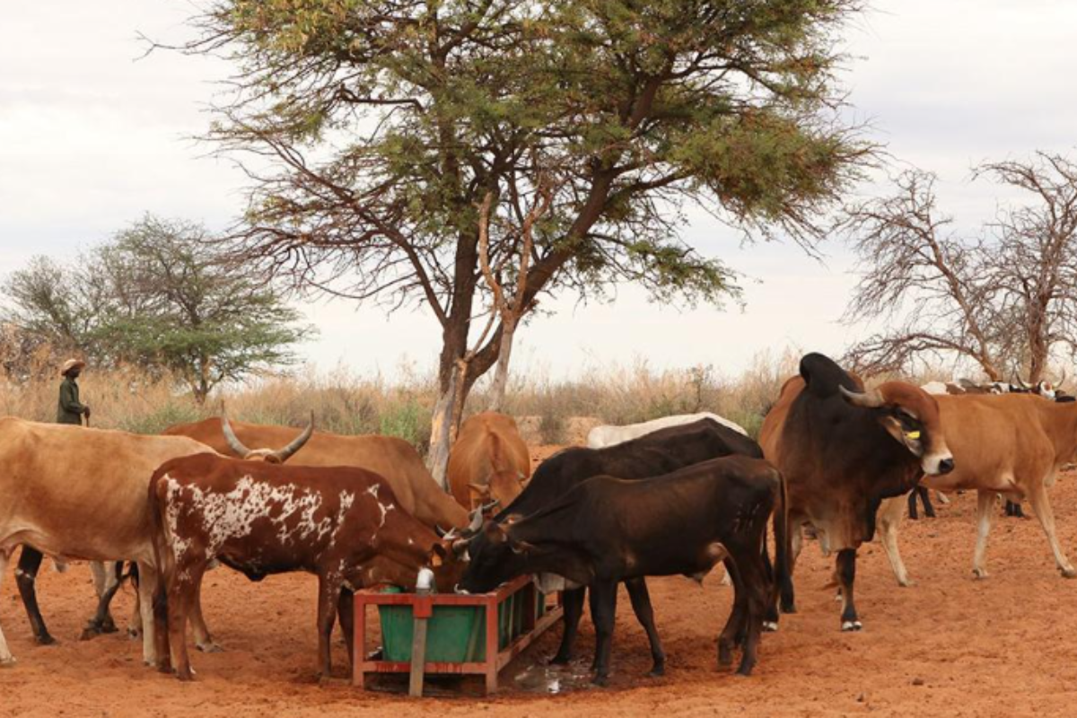 The Role of Feed Blocks in Enhancing Ruminant Nutrition and Livestock ...