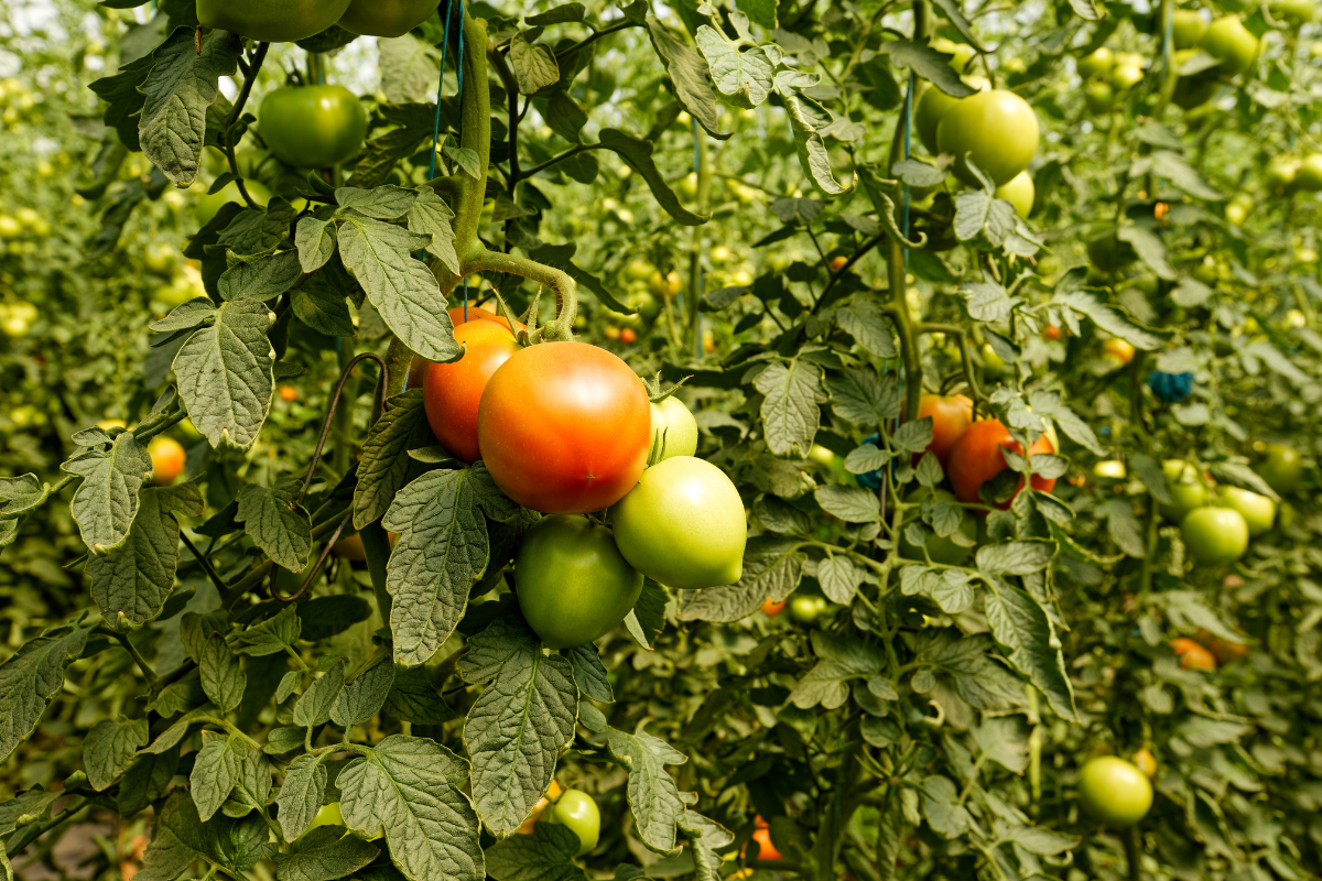 Tomato Farming Guide: Soil Preparation, Water Management, Fertility ...