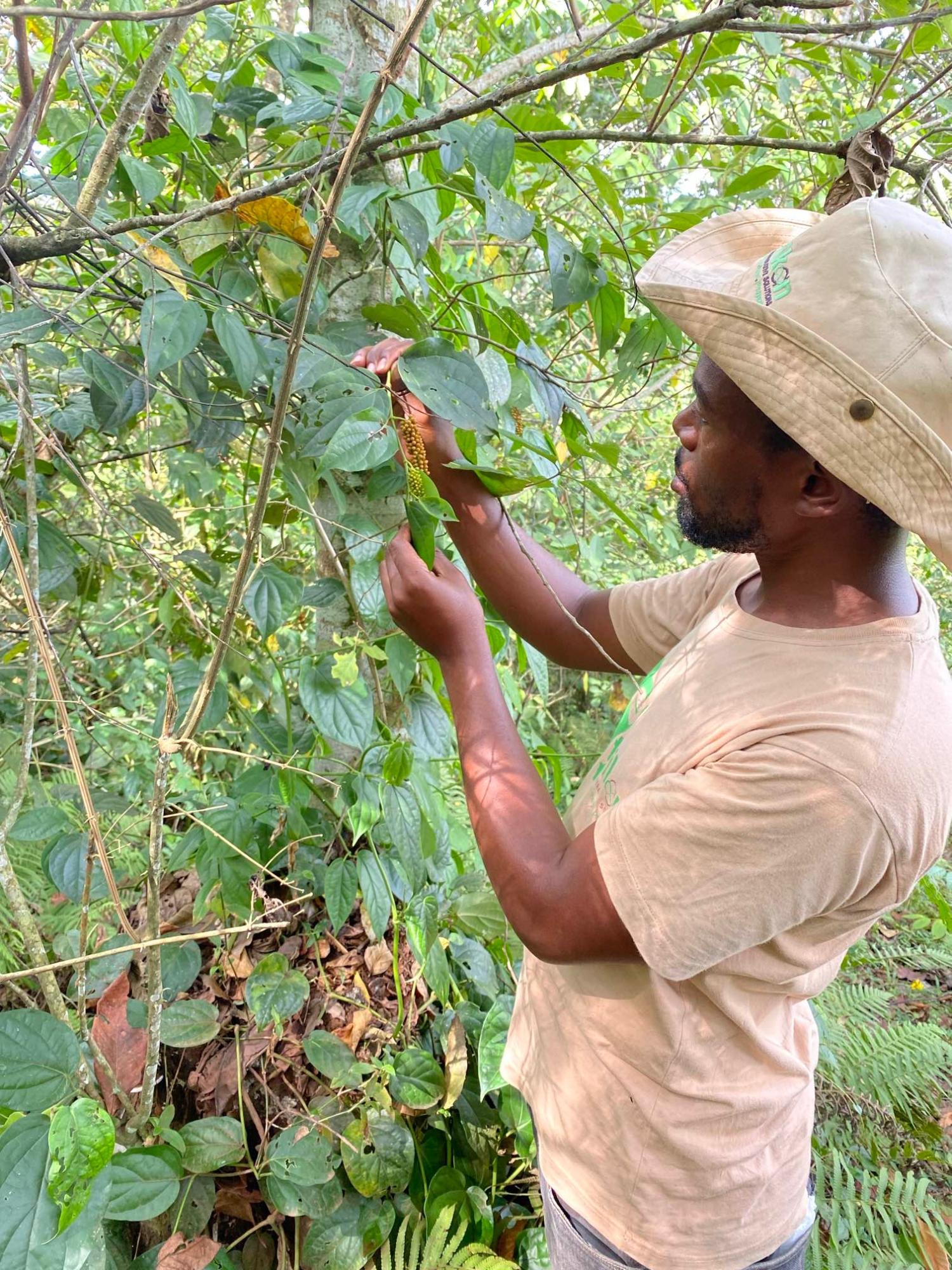 Regenerative Agroforestry: Lessons from Western Uganda | Wikifarmer
