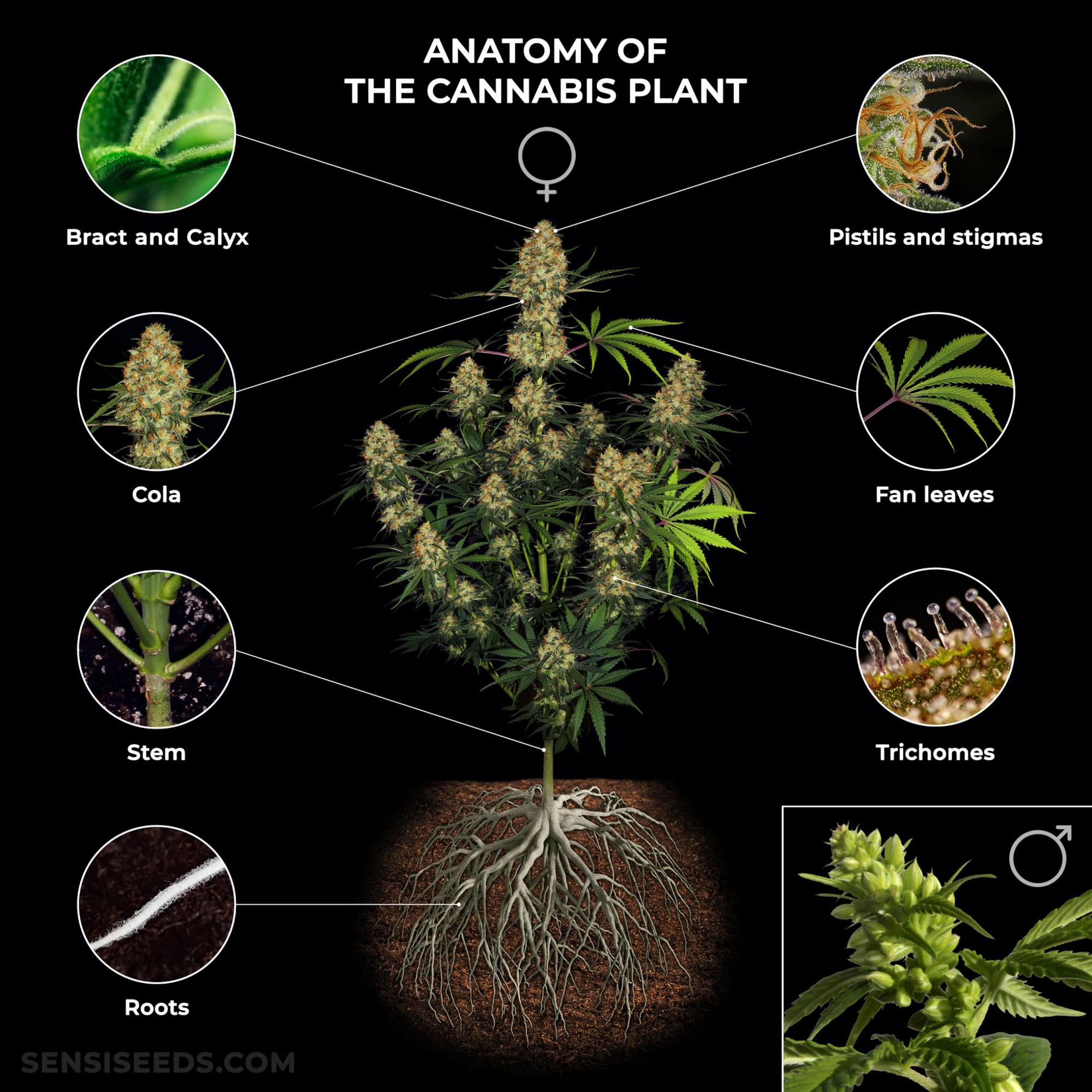Cannabis Physiology: Growth, Cultivation Techniques, and Evolution ...