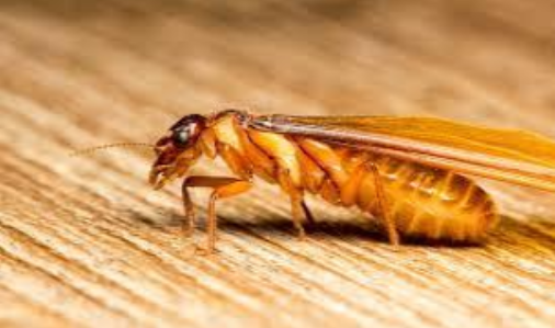 Flying Termites as a Delicacy and a Source of Livelihood in Western ...