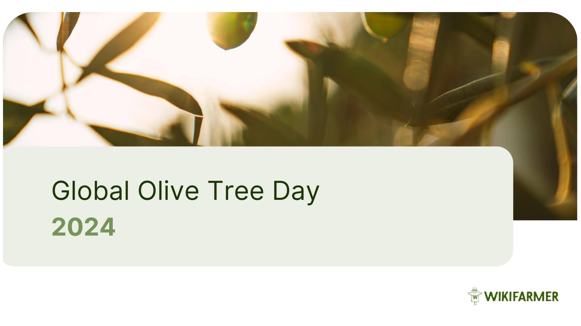 Global Olive Tree Day | Wikifarmer