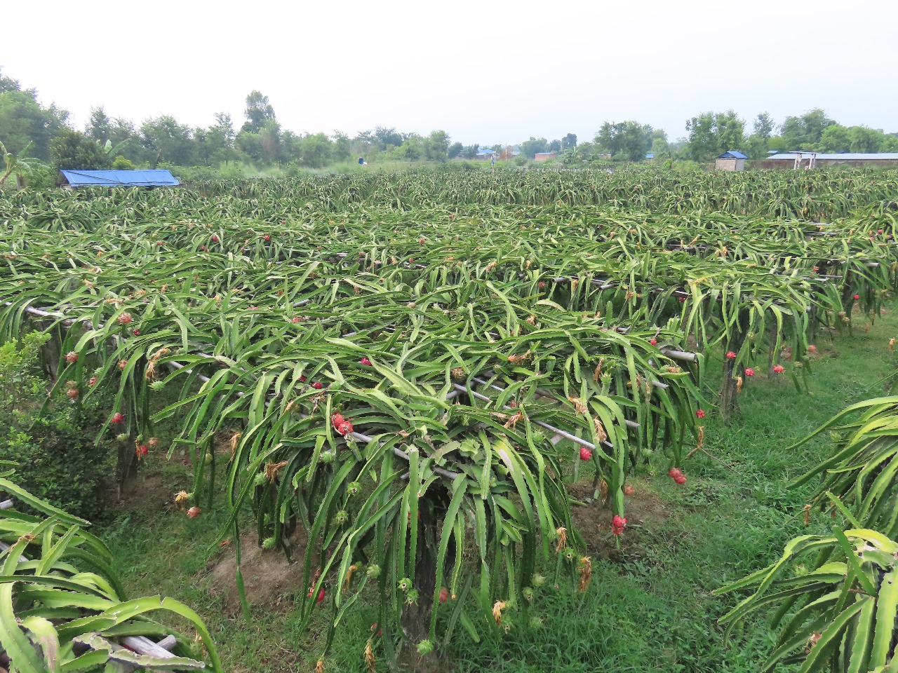 From a Single Cutting to a Booming Orchard: The Dragon Fruit Journey of ...