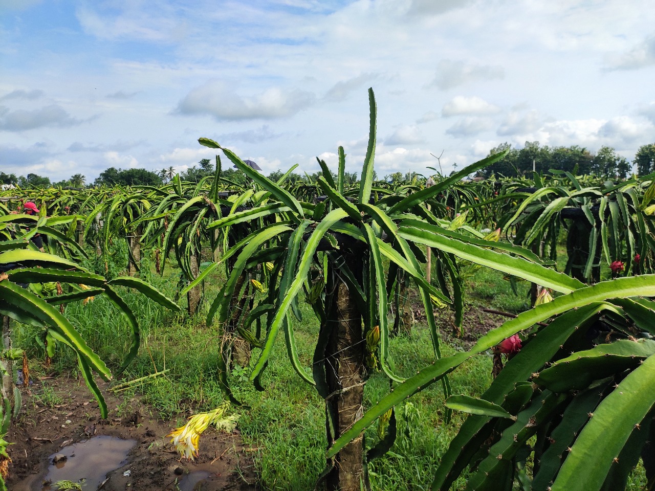 From a Single Cutting to a Booming Orchard: The Dragon Fruit Journey of ...