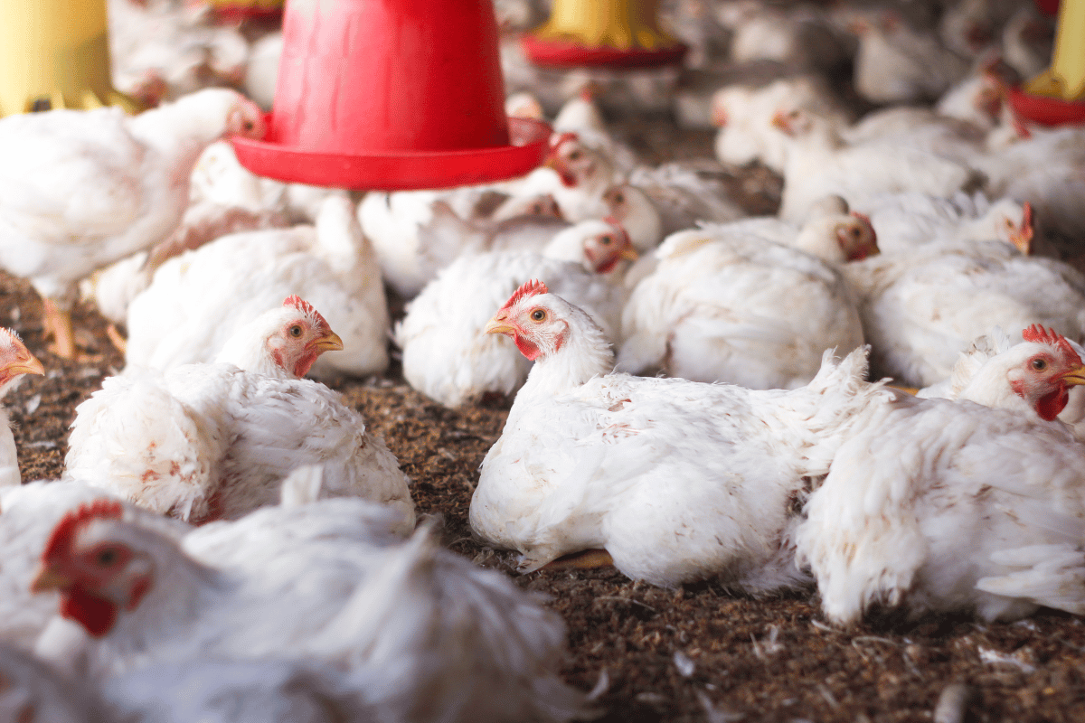 Optimizing Broiler Nutrition: Feed Strategies for Growth ...