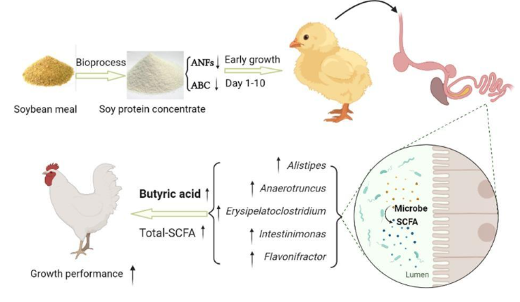 Optimizing Broiler Nutrition: Feed Strategies for Growth ...