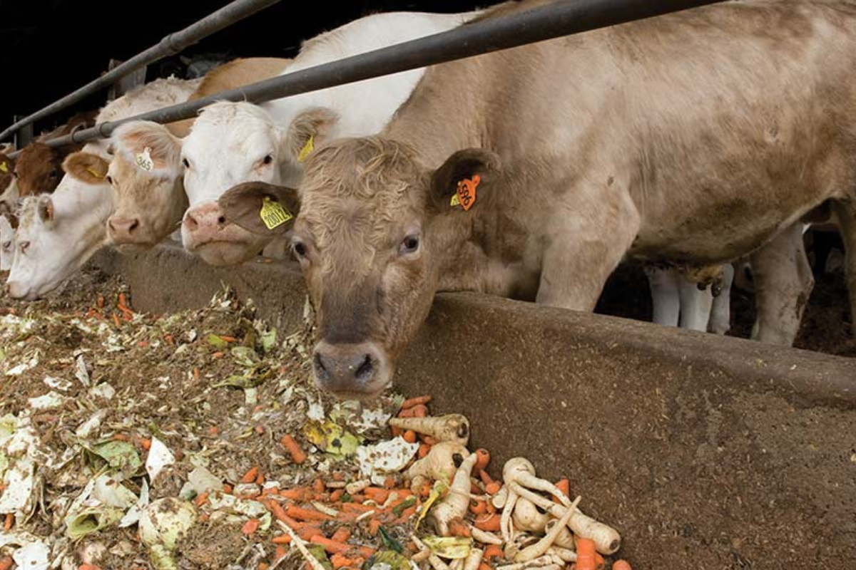 Sustainable Livestock Feed: Transforming Agro-Waste into Nutritious ...