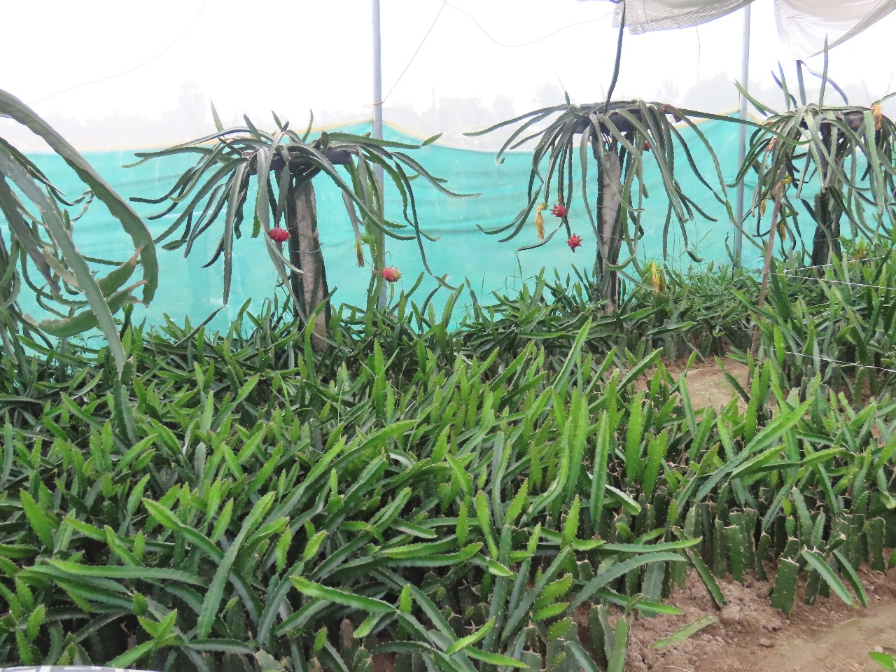 From a Single Cutting to a Booming Orchard: The Dragon Fruit Journey of ...