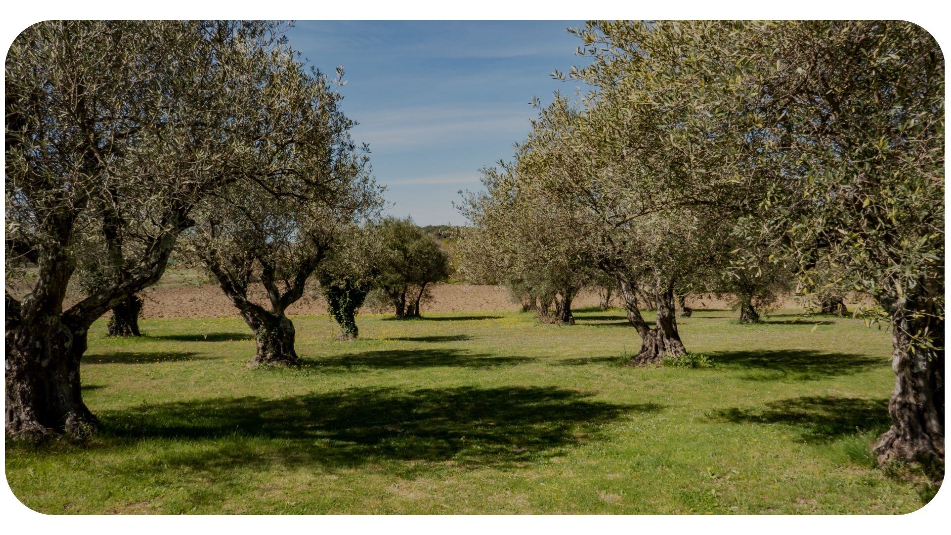 Safeguarding the future of olive groves: Overcoming modern challenges ...