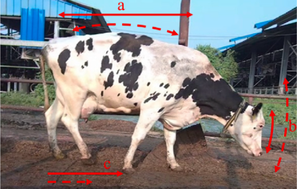 Lameness in Dairy Cattle: Effects on Animal Behavior, Welfare, and Milk ...