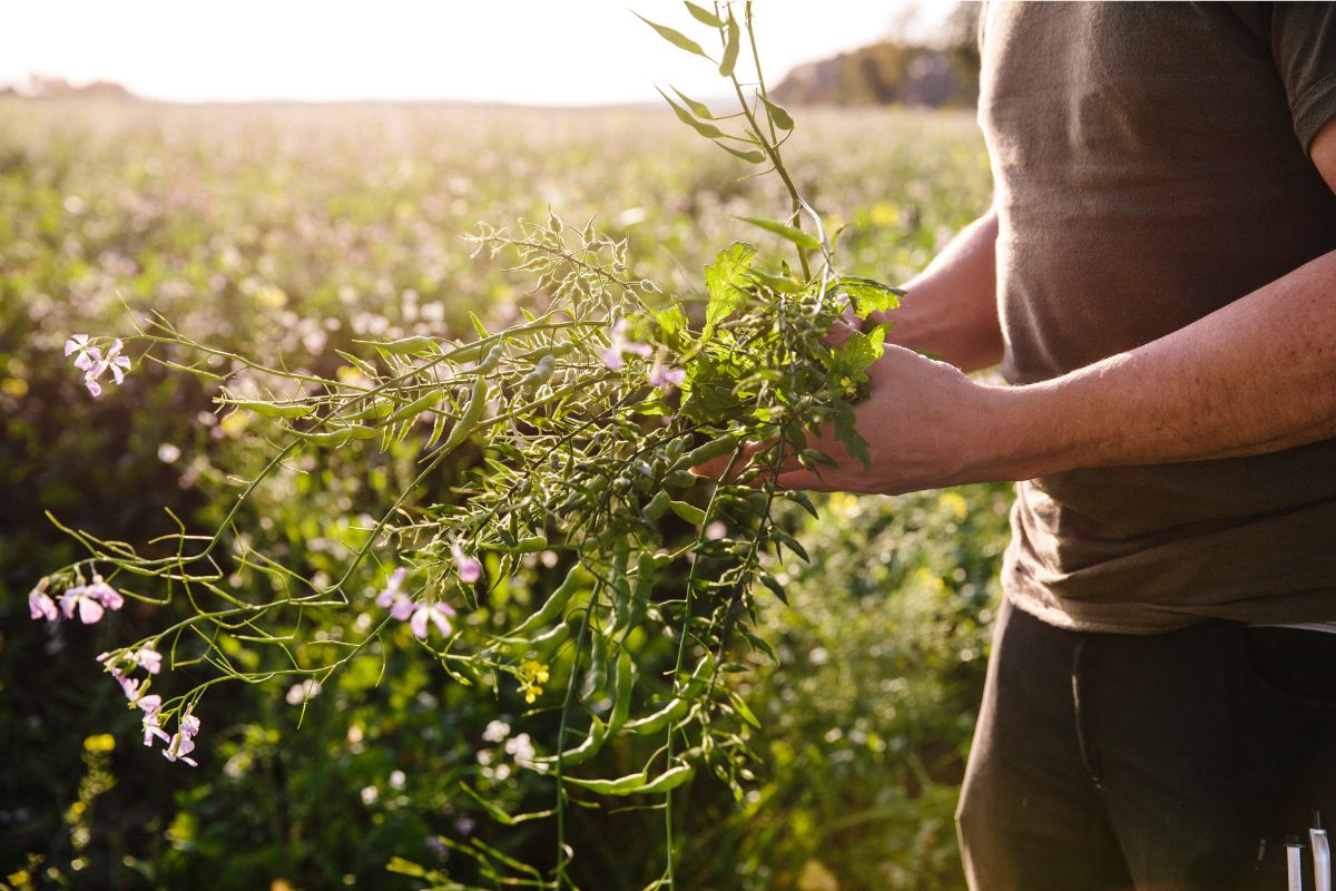 Biocyclic Vegan Farming: Sustainable, Animal-Free Soil Fertility and ...