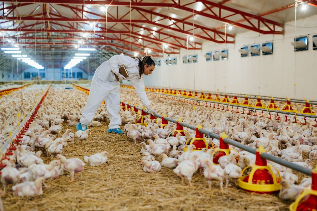 Biosecurity in Poultry Farms: The First Line of Defense Against Disease ...