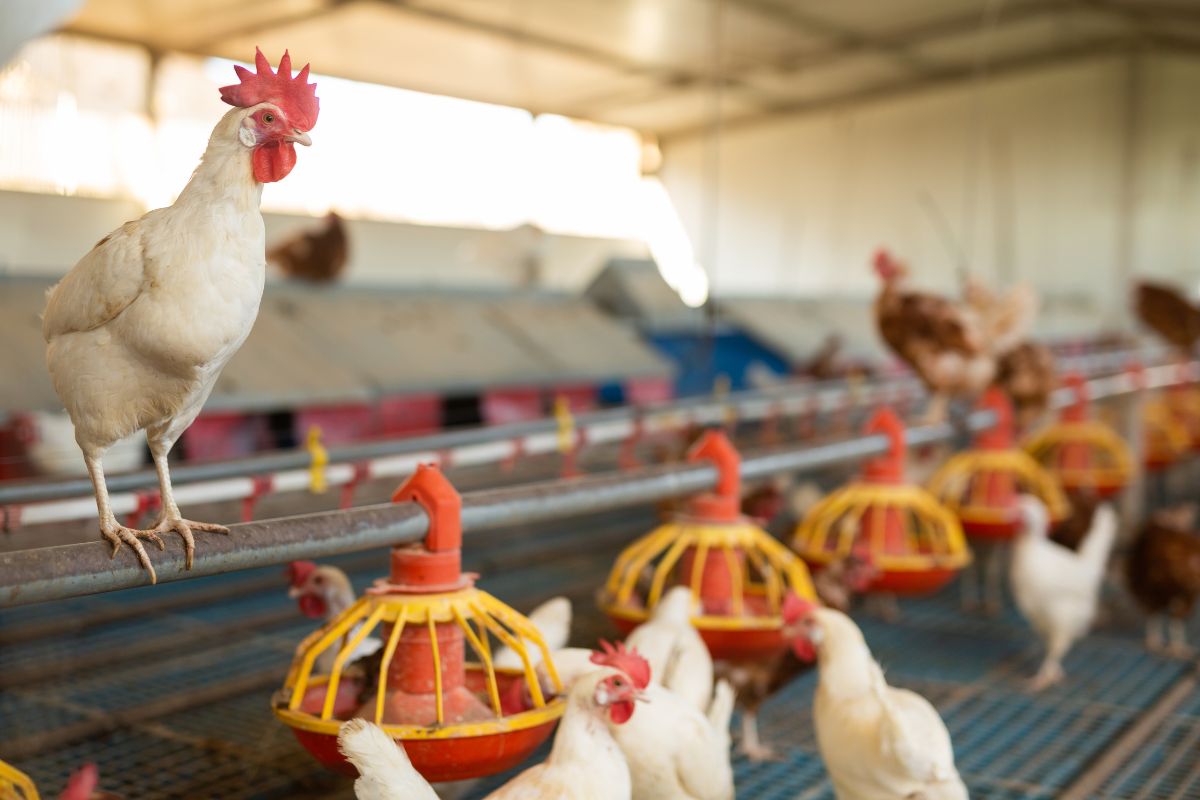Biosecurity in Poultry Farms: The First Line of Defense Against Disease ...