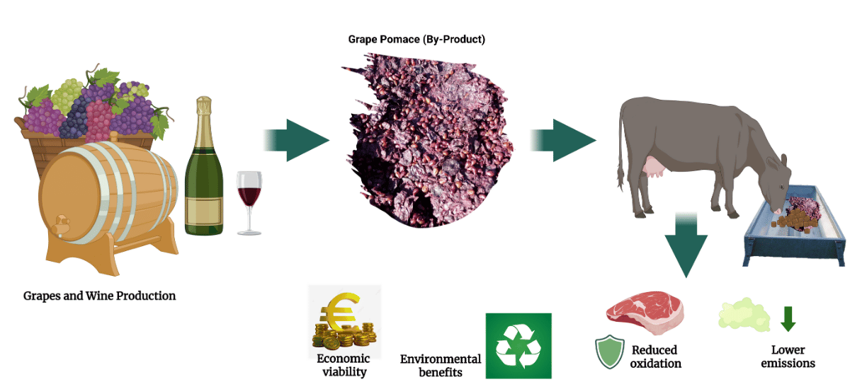 How grape pomace enhances cattle growth & sustainable impact | Wikifarmer