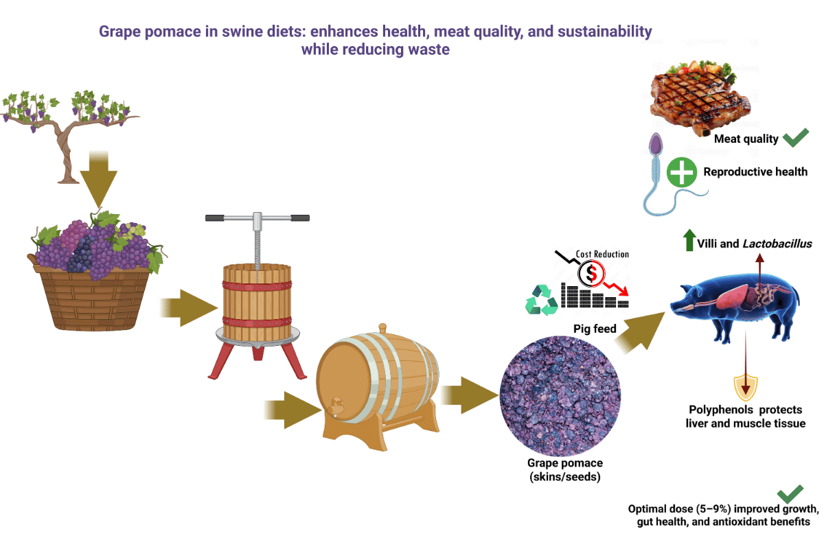 Grape pomace in pig diets: Benefits for growth, health & sustainability ...
