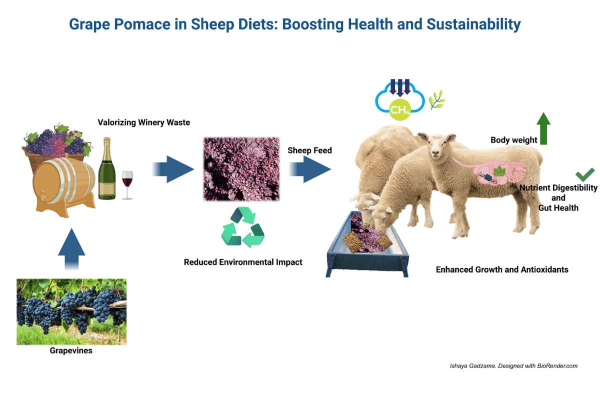Grape pomace in sheep Diets: Sustainable livestock feed strategy ...