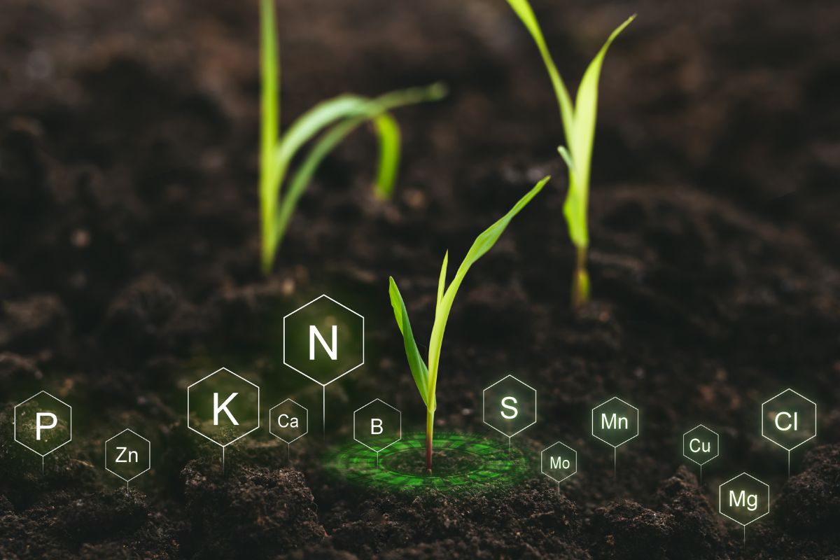Improving Nutrient Use Efficiency (NUE): A Path to Sustainable Crop ...