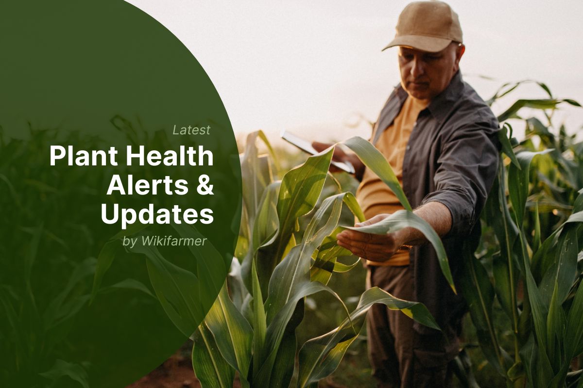 Top 5 Crop Diseases and Pest Threats to EU Agriculture in 2025 | Wikifarmer