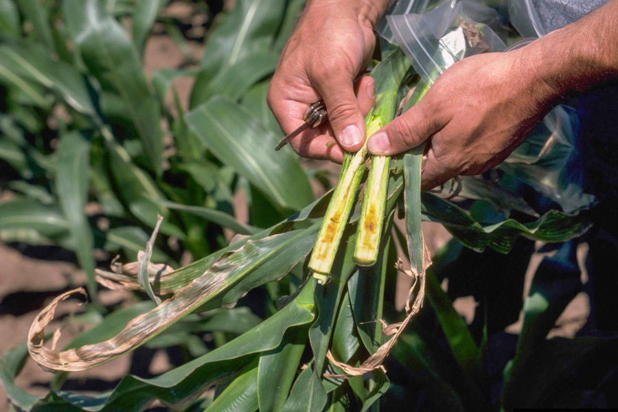Top 5 Crop Diseases and Pest Threats to EU Agriculture in 2025 | Wikifarmer