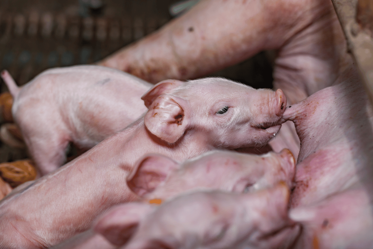 Why is colostrum vital for newborn piglets? | Wikifarmer