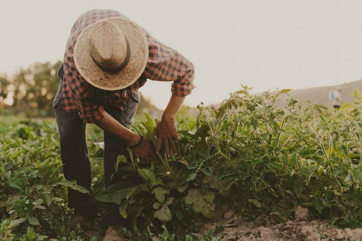 How a digital marketplace can make agri-food trade more fair and ...