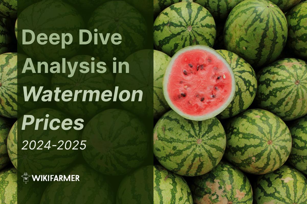 Deep Dive in Watermelon Prices: A Comprehensive Price Study 2024-2025 ...