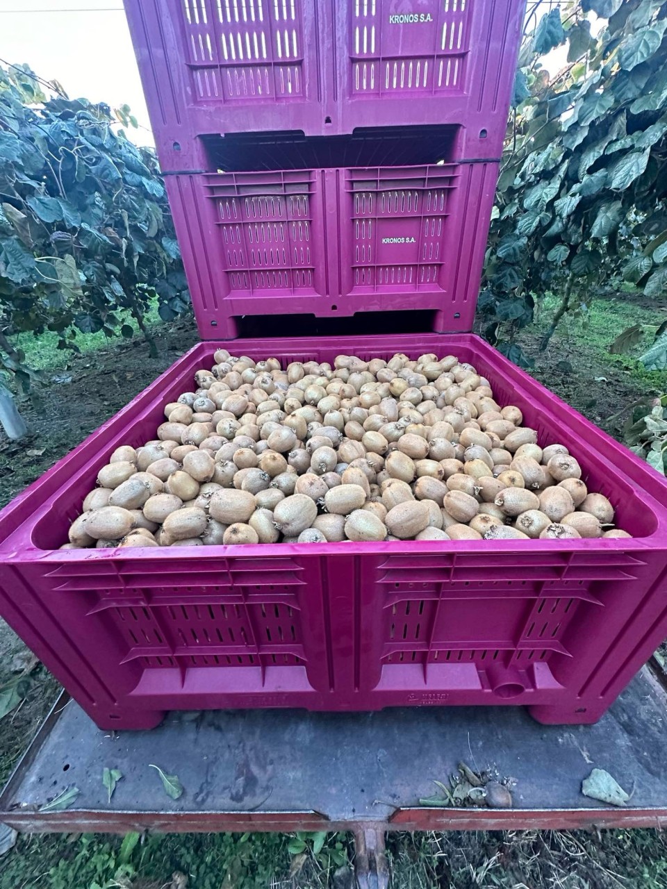 Essential Soil Tips for Successful Kiwi Cultivation in Greece | Wikifarmer