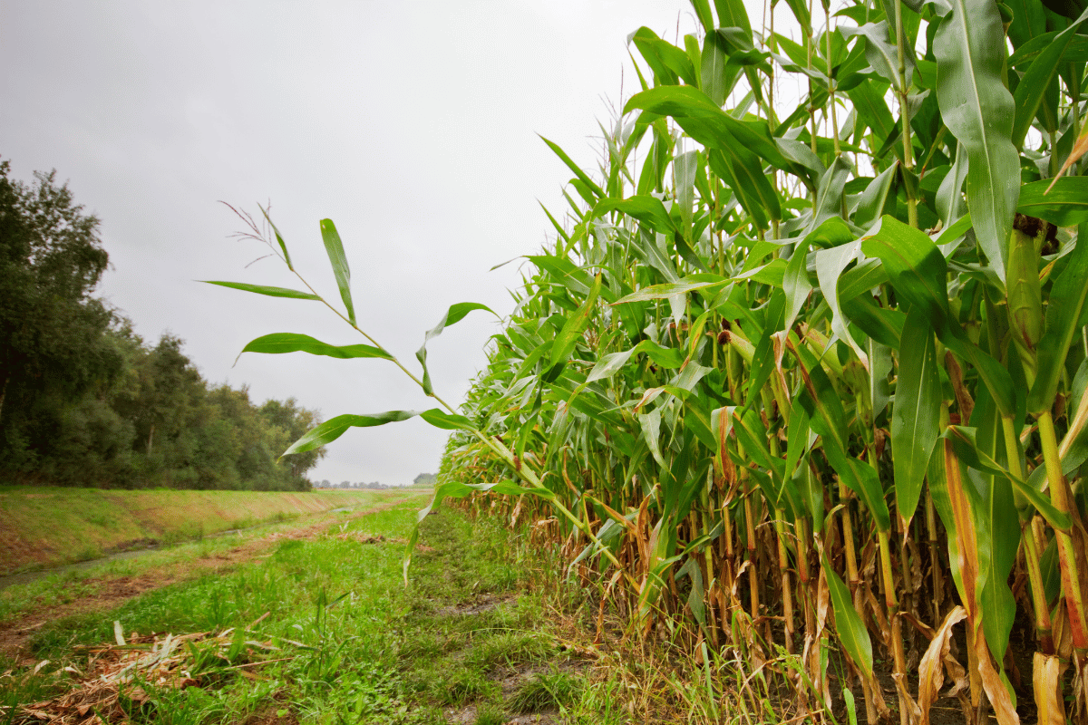 Reviving rainfed maize systems with green manure crops: A regenerative ...