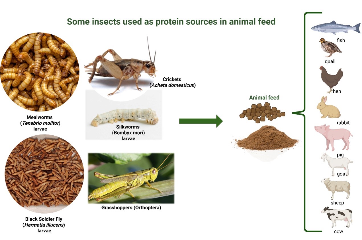 Challenges in Feed Formulation for Different Animal Species | Wikifarmer