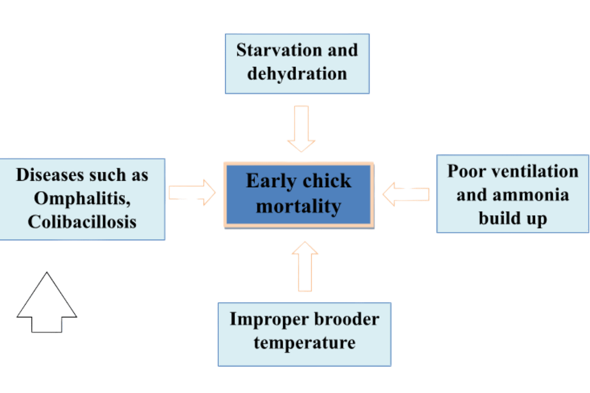 How to prevent early chick mortality with practical tips and key ...