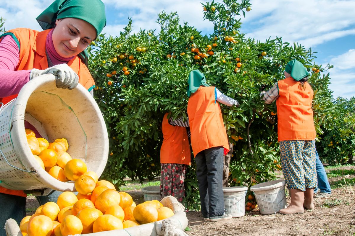 How to Grow Orange Trees Commercially: Complete Guide to Profitable ...
