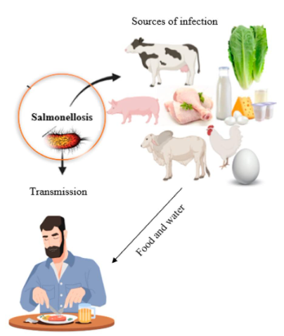 How antibiotic use in agriculture fuels resistance and threatens human ...