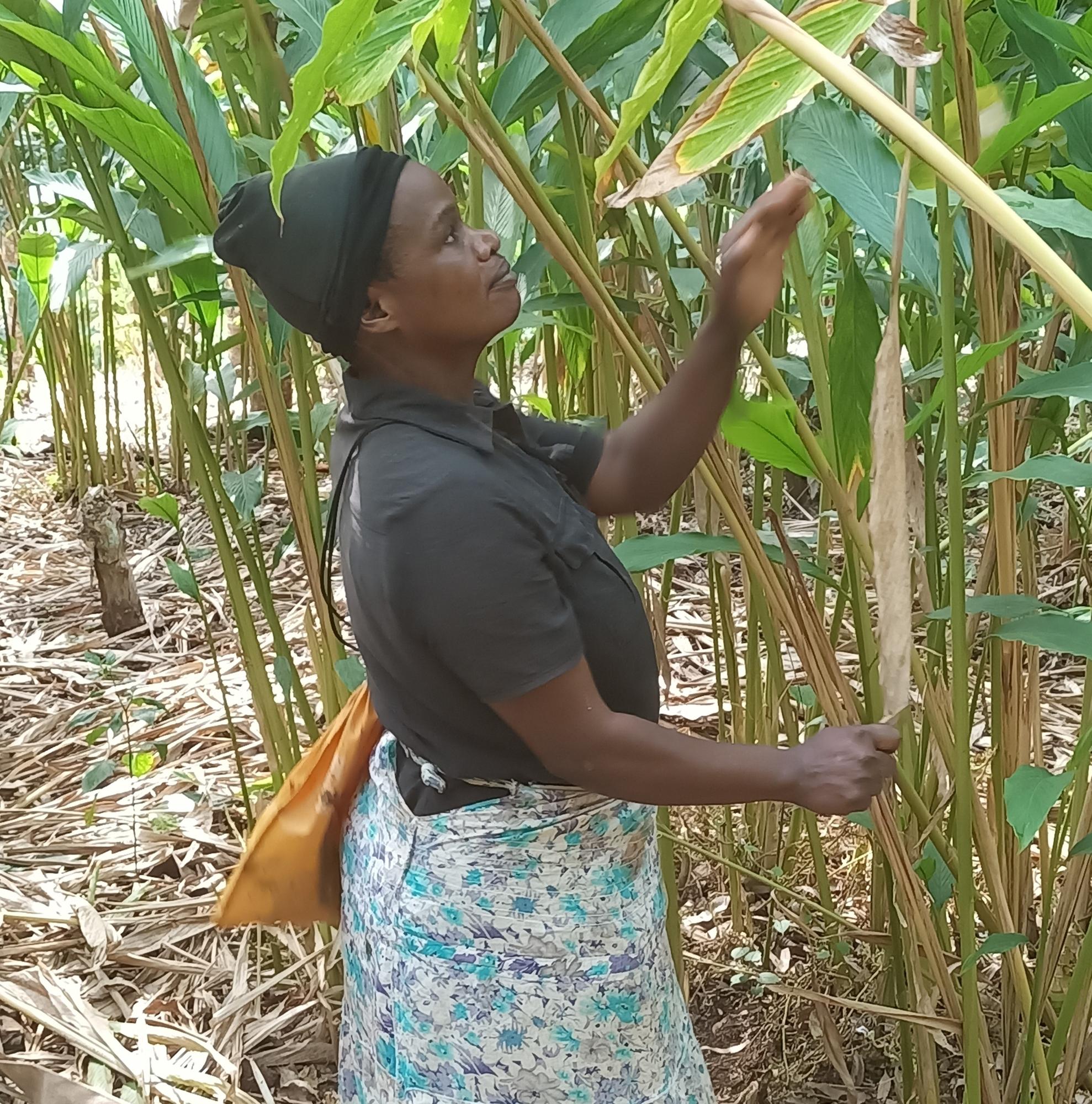 Unlocking Uganda's spice potential: A path to economic development ...