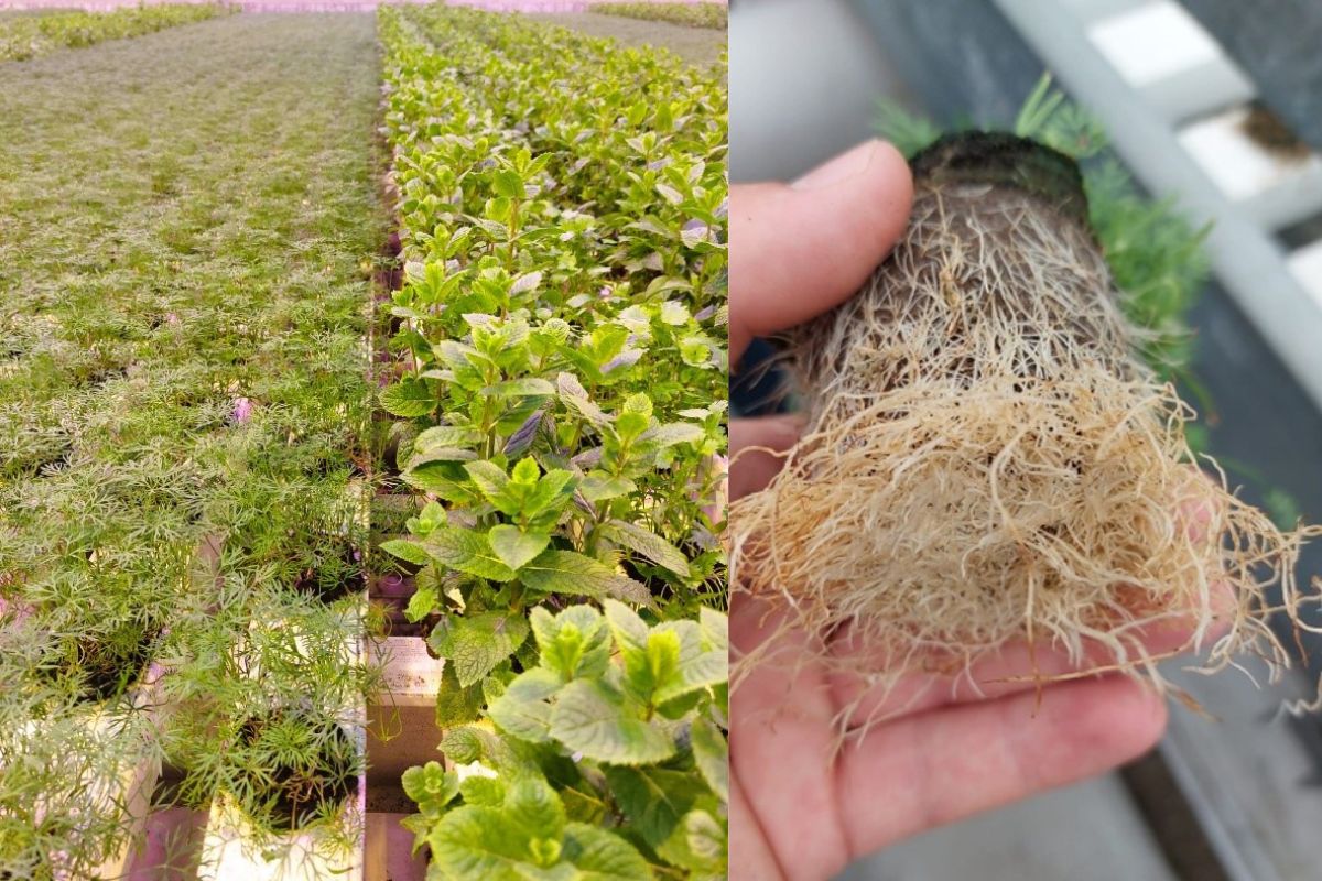 Irrigation Tips for NFT Hydroponic Leafy Greens | Wikifarmer