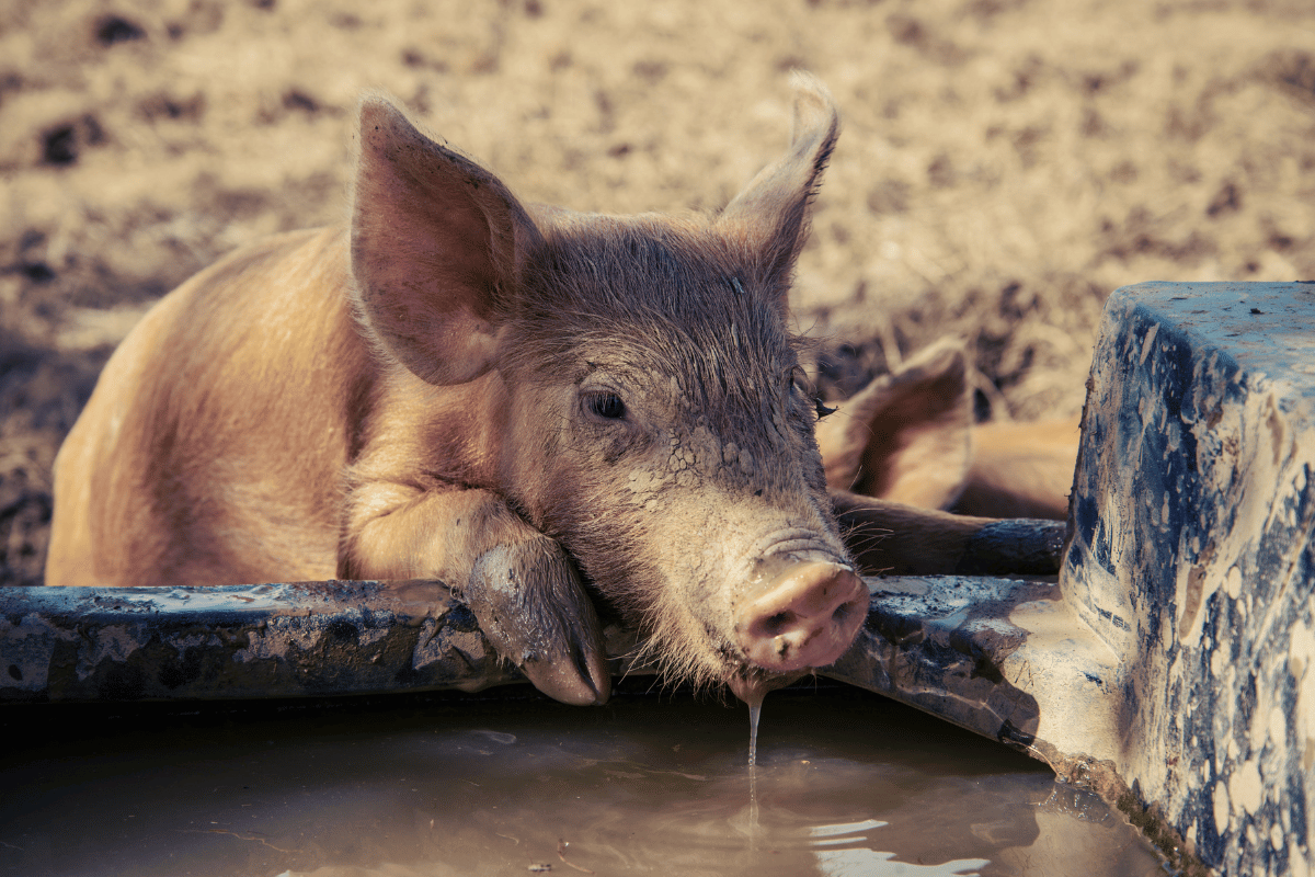 The critical role of water in swine health and production | Wikifarmer