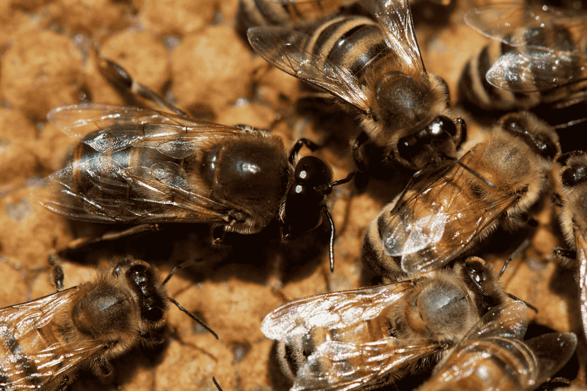 Understanding the hive hierarchy | Wikifarmer