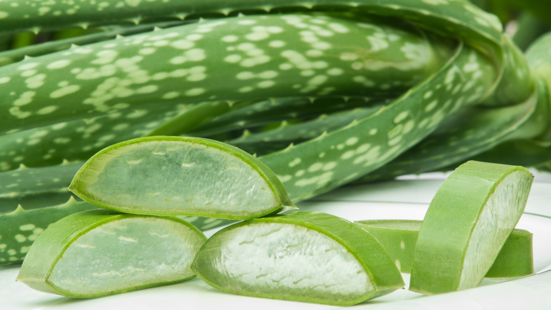 Usi e benefici per la salute dell'aloe vera | Wikifarmer
