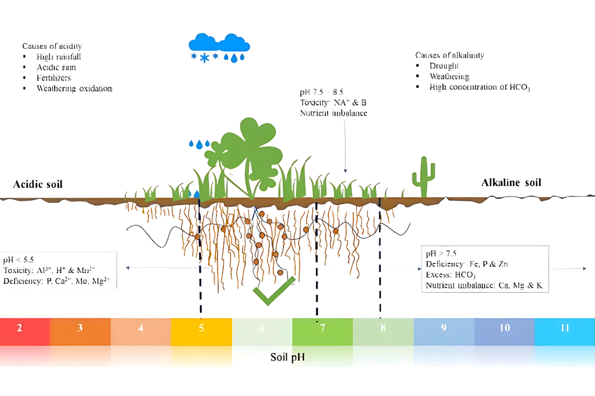 Battling soil acidity: Simple solutions for better yields | Wikifarmer