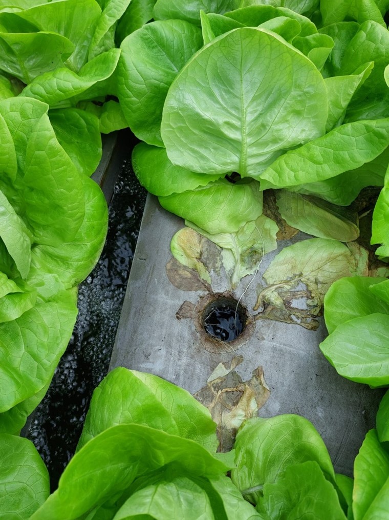 Irrigation Tips for DWC Hydroponic Leafy Greens | Wikifarmer