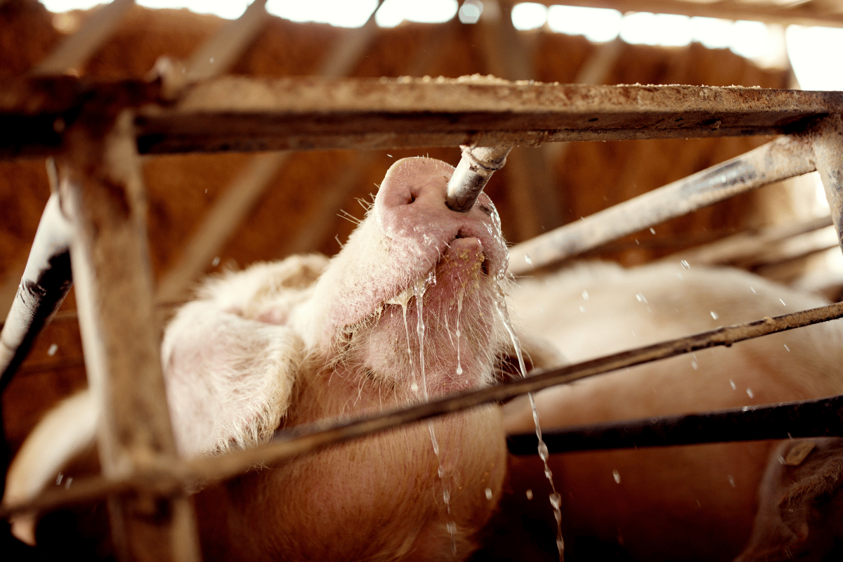 The critical role of water in swine health and production | Wikifarmer
