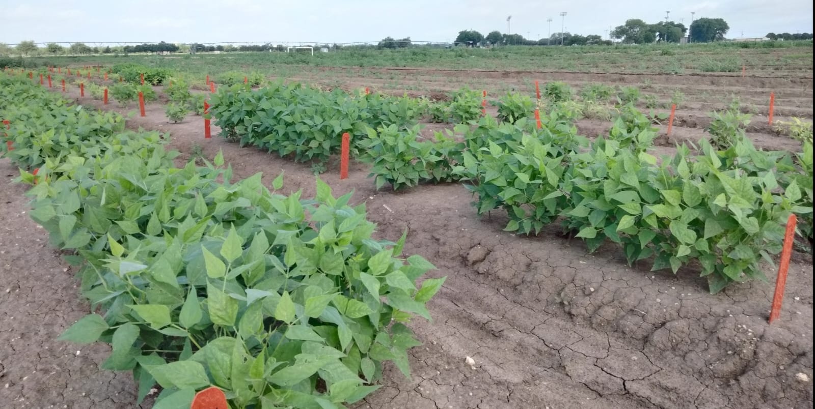 Tepary beans - The forgotten, rare, and resilient legume | Wikifarmer