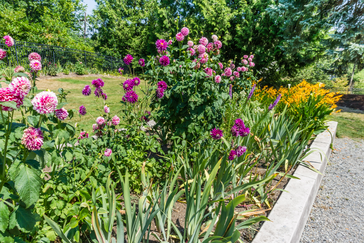 Top heat-tolerant flowers for vibrant gardens adapted to rising ...