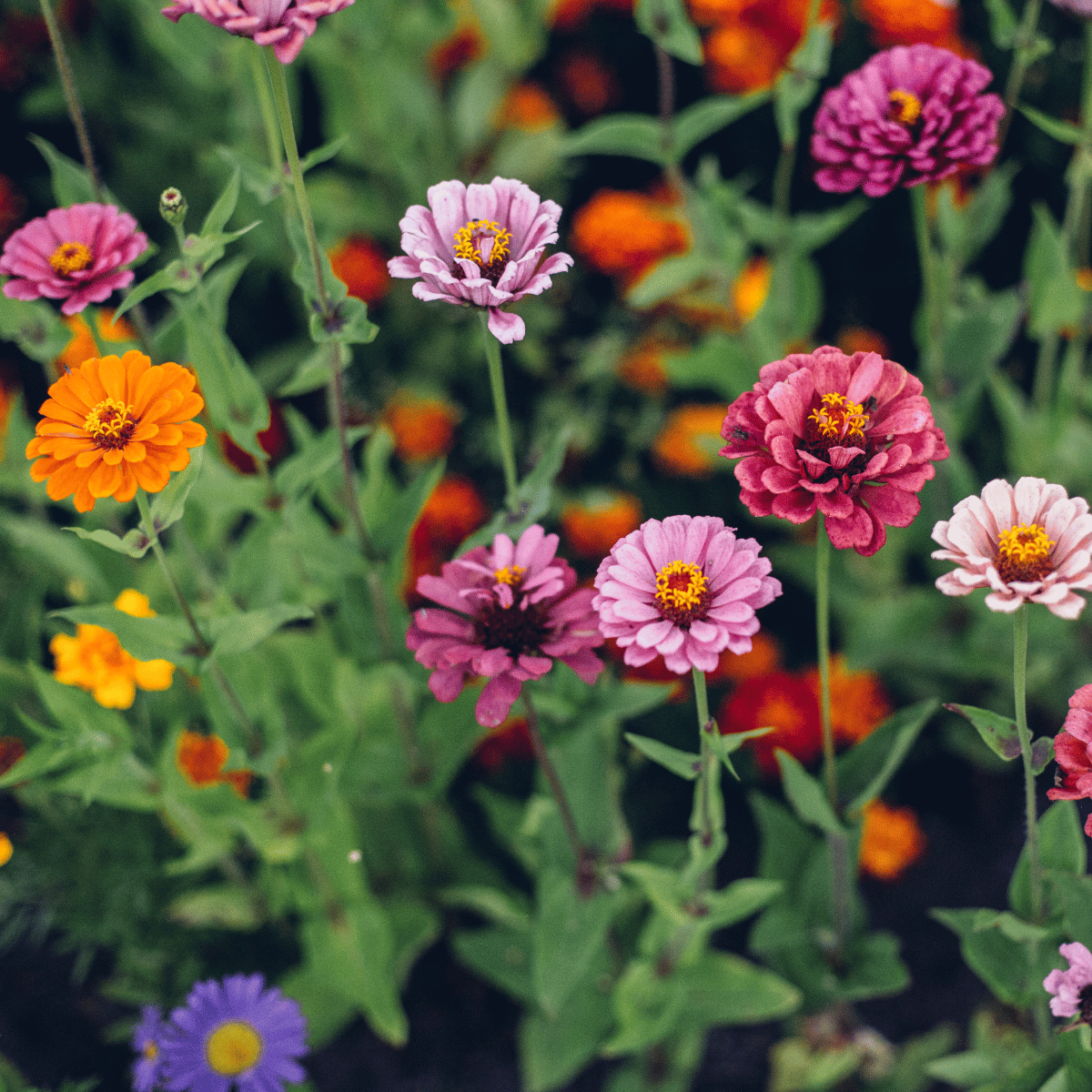 Top heat-tolerant flowers for vibrant gardens adapted to rising ...